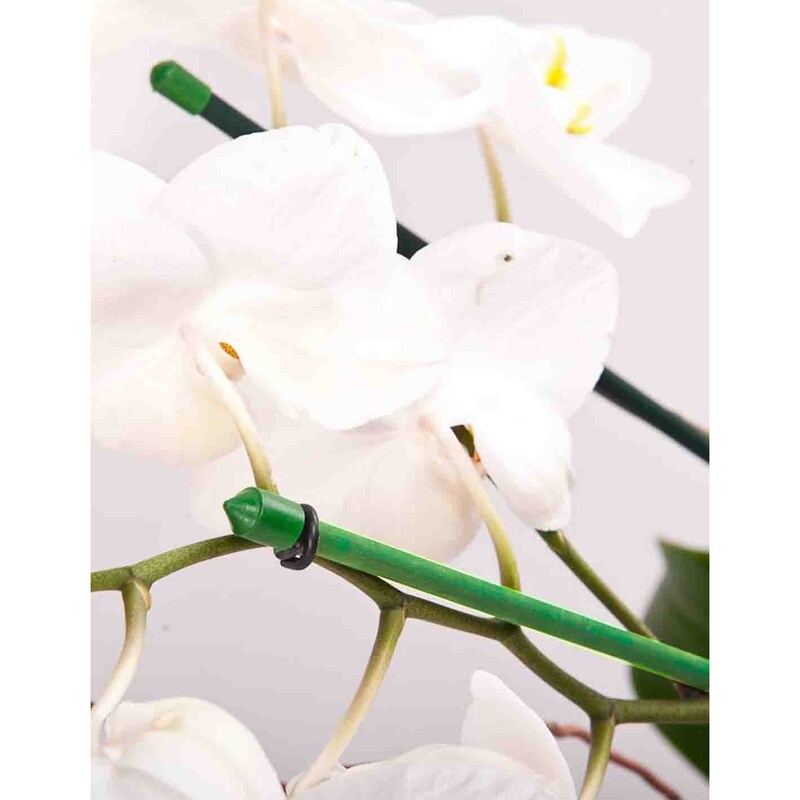 Pack Estaca de Bambu Plastificado - 25 unidades | 150cm./12-14mm ...